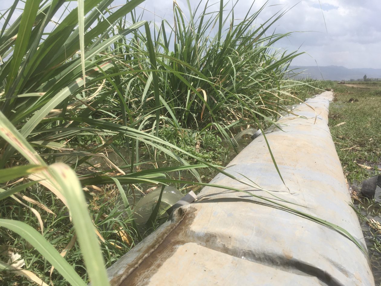 Alternate wetting and drying (AWD) - Waterproductivity