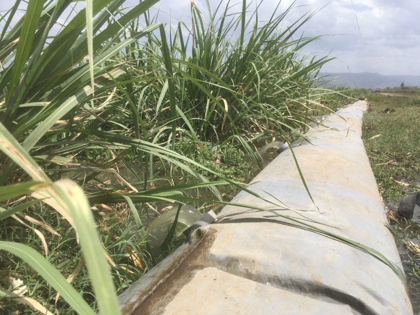 Alternate wetting and drying (AWD) - Waterproductivity