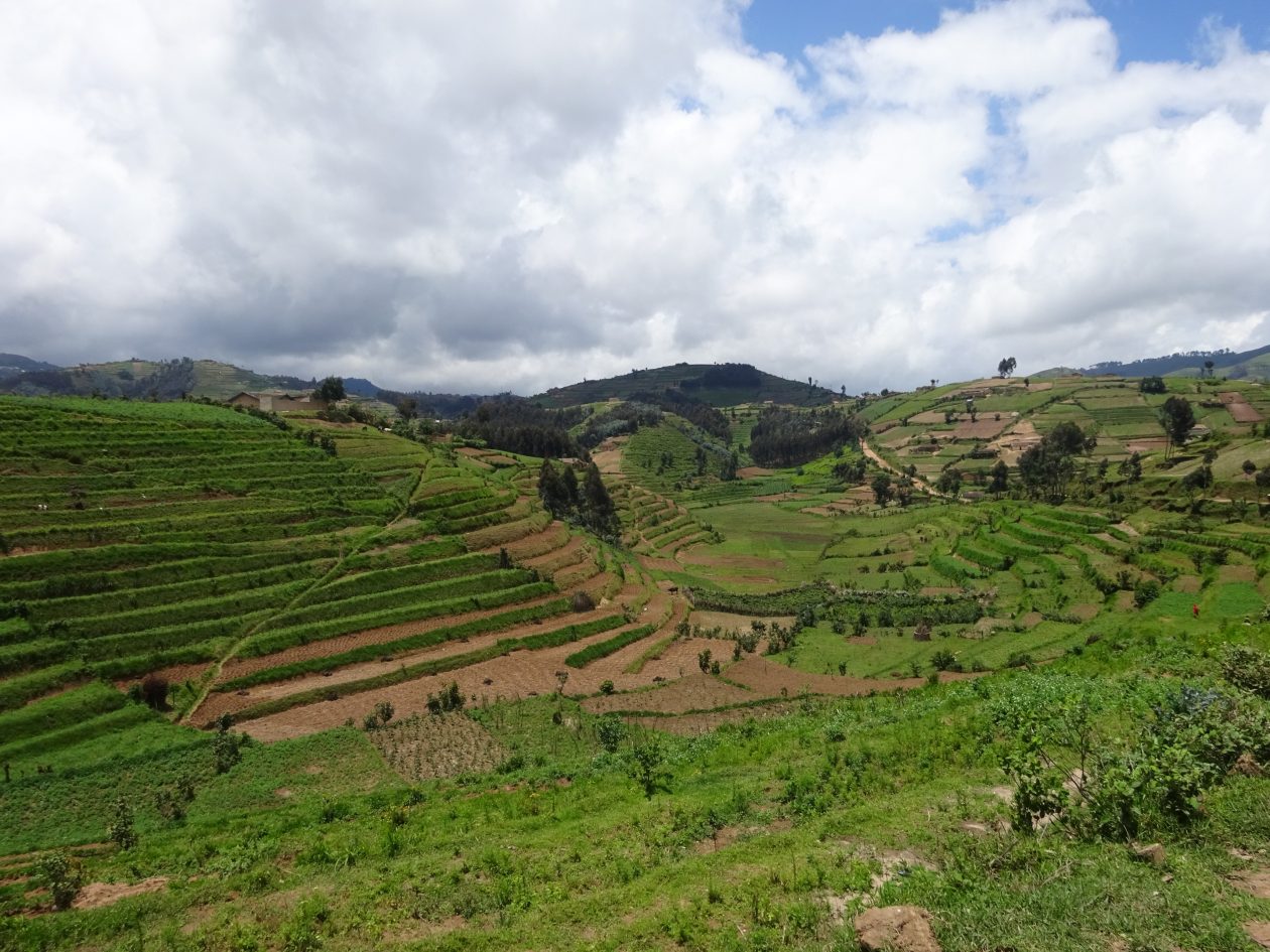 Bench terracing - Waterproductivity