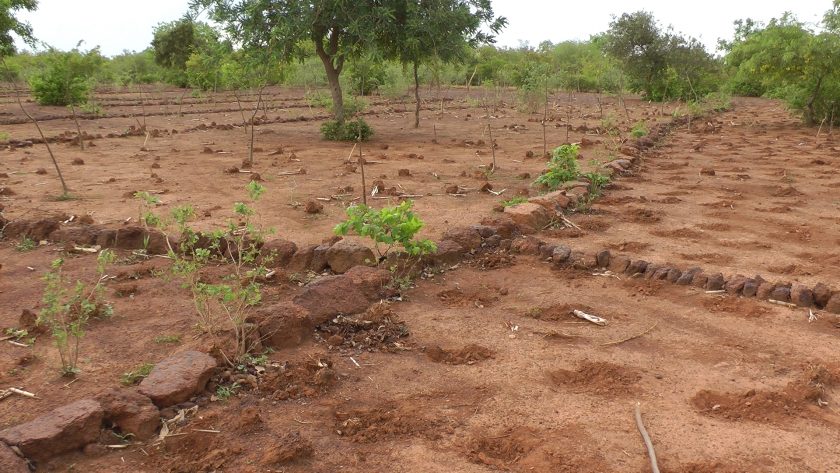 Bunds (contour, stone and trapezoidal) - Waterproductivity