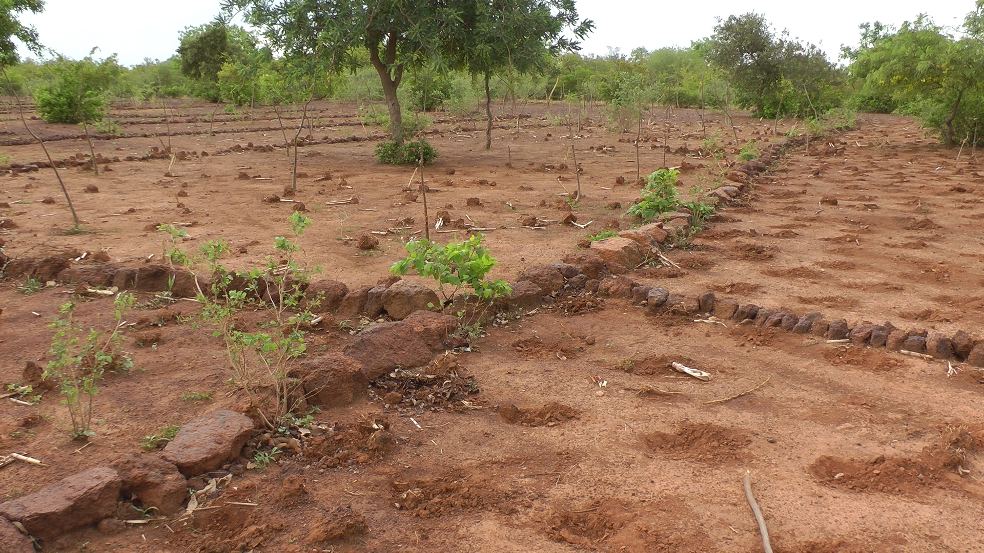 Bunds (contour, stone and trapezoidal) - Waterproductivity
