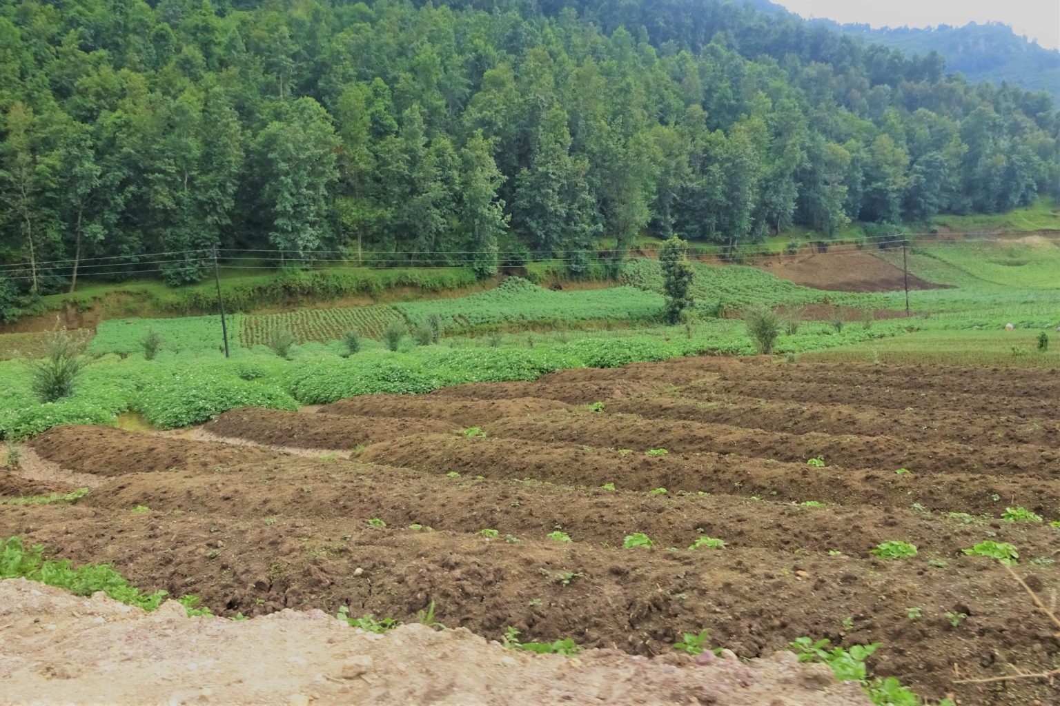 Crop rotation and multiple cropping - Waterproductivity