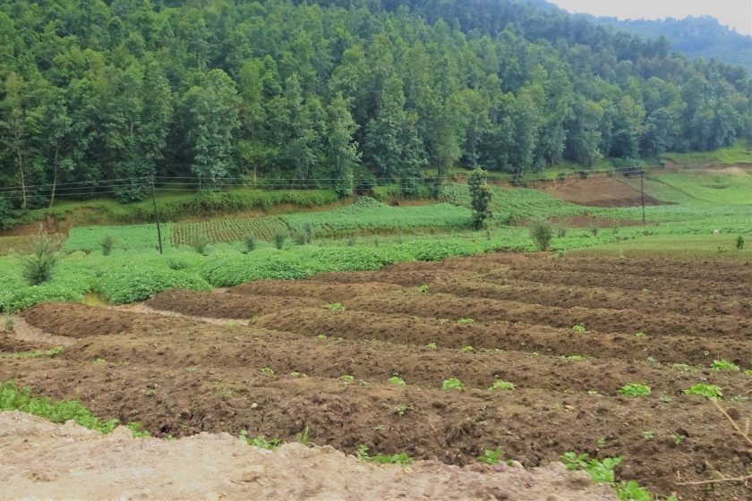 Crop rotation and multiple cropping - Waterproductivity