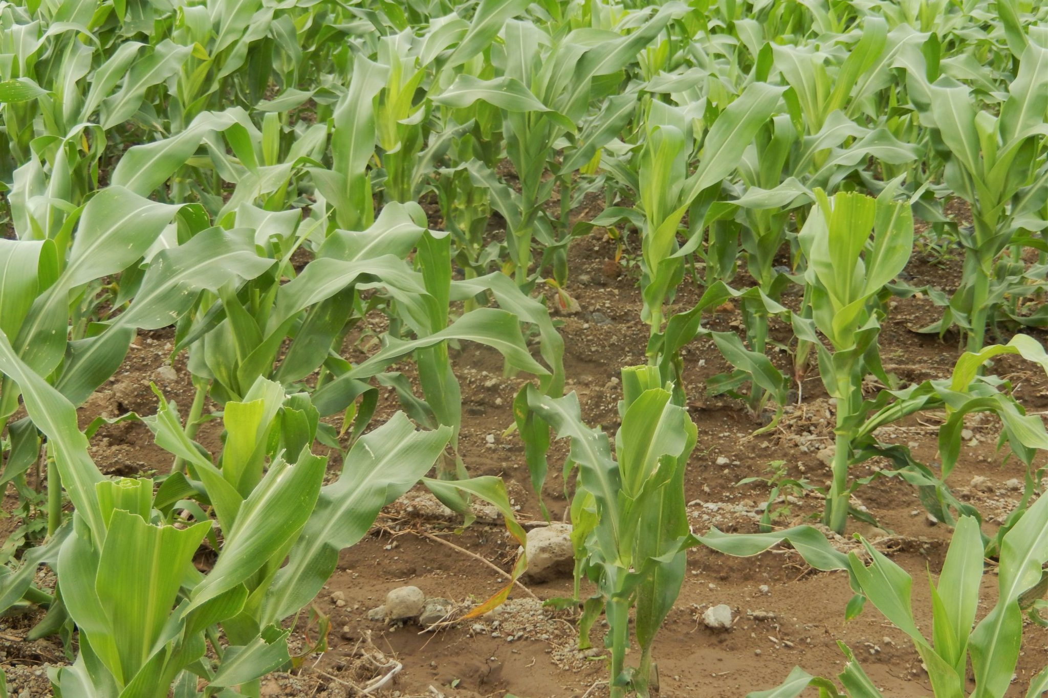 Using improved crop varieties - Waterproductivity