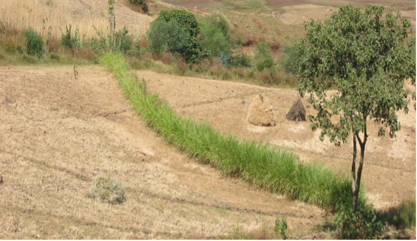 Grass strips - Waterproductivity