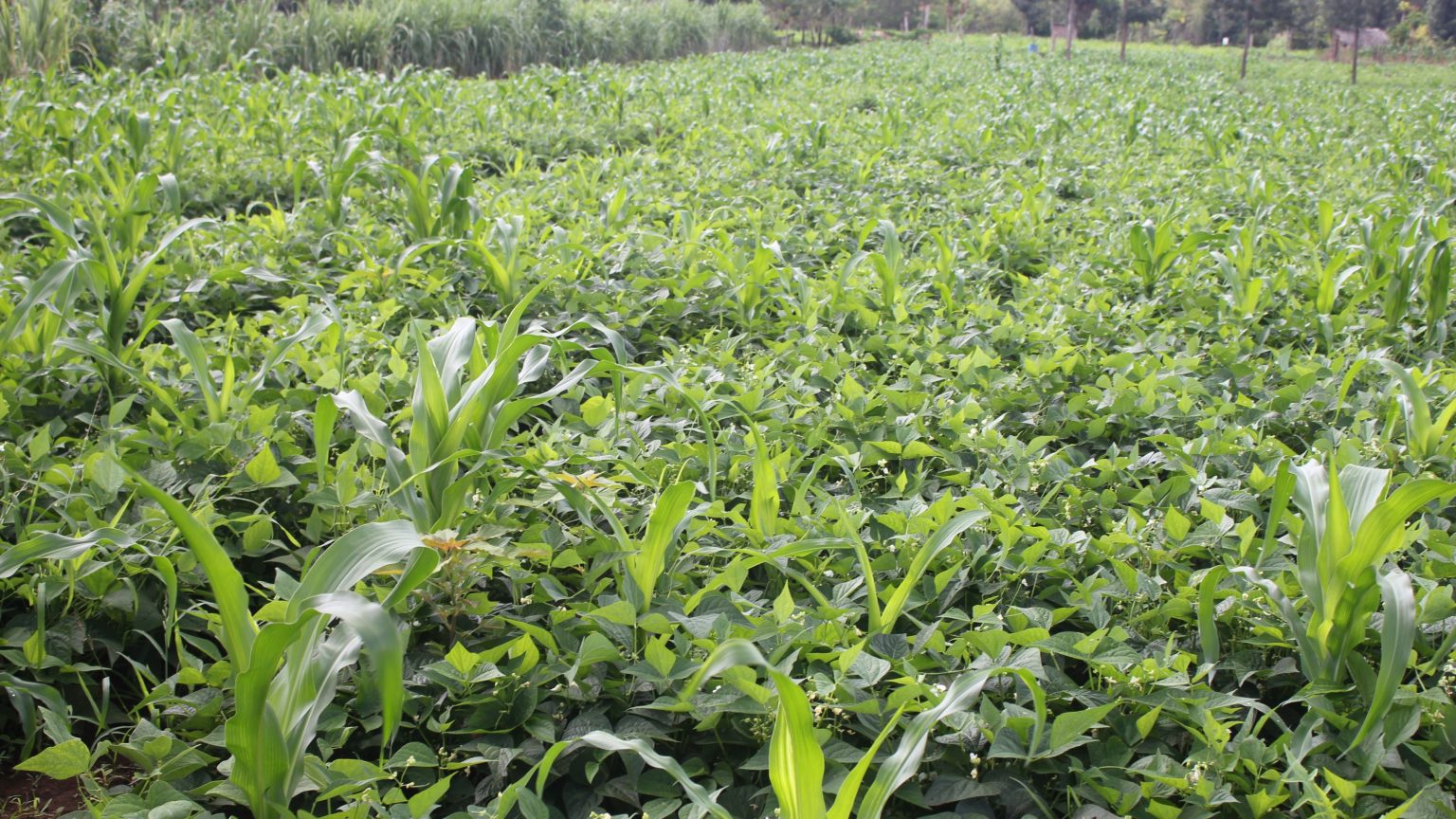 Inter cropping systems - Waterproductivity