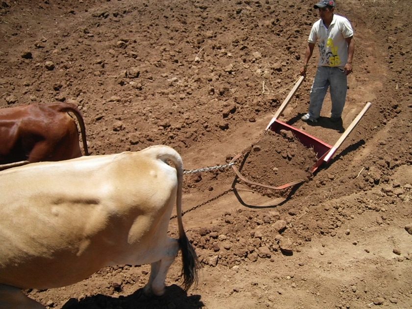 Land levelling - Waterproductivity
