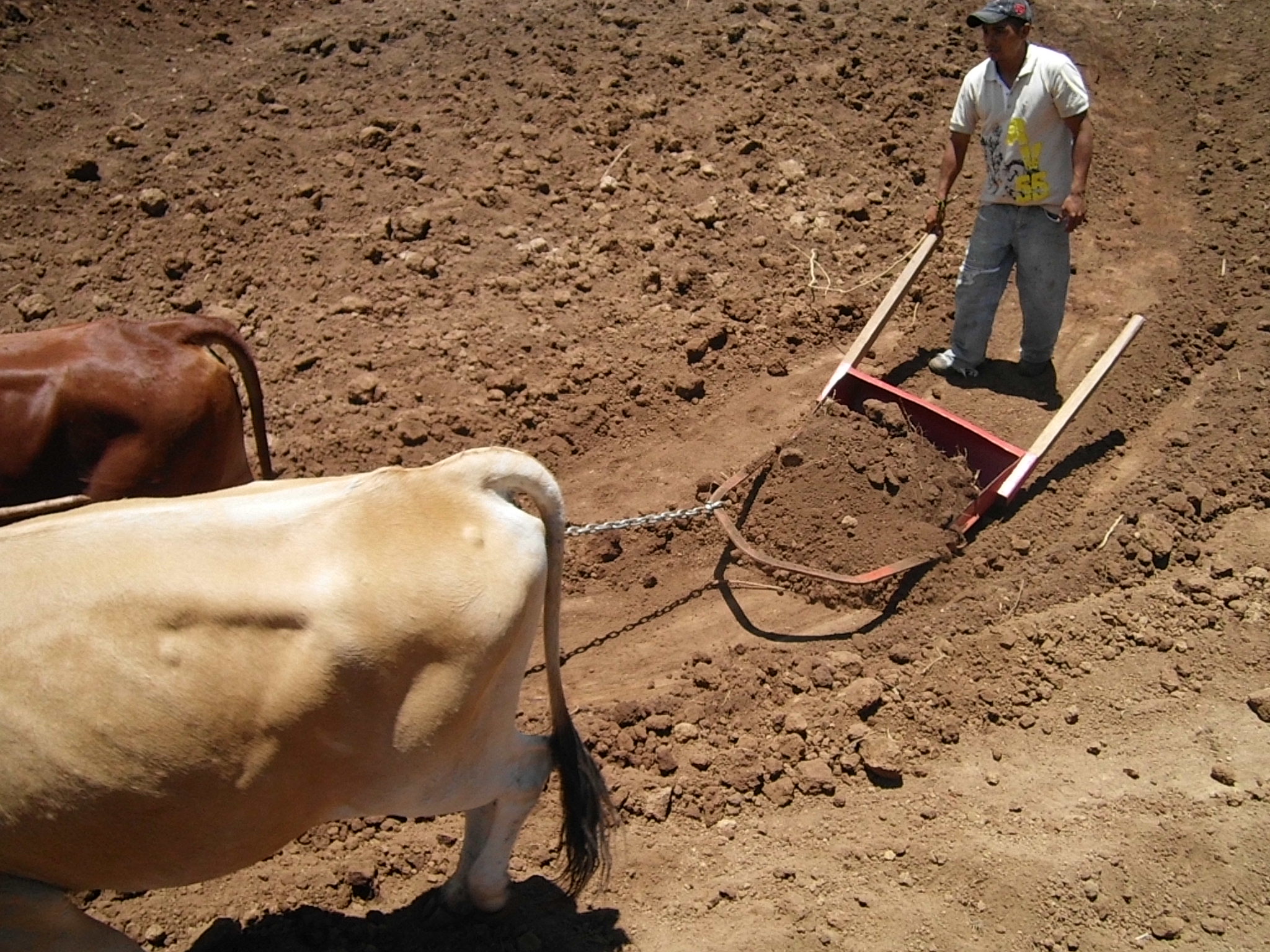 Land levelling - Waterproductivity