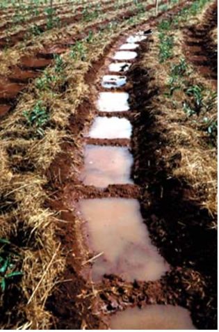 Tied ridge - Waterproductivity