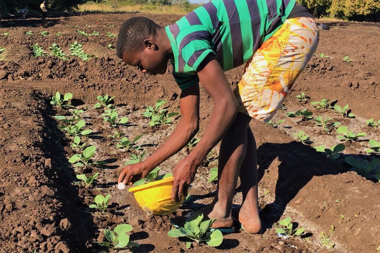 Efficient fertilizer use - Waterproductivity