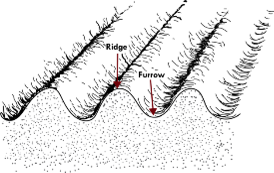 Furrowing - Waterproductivity