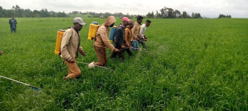 Integrated nutrient management - Waterproductivity