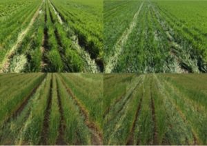 Row Spacing - Waterproductivity