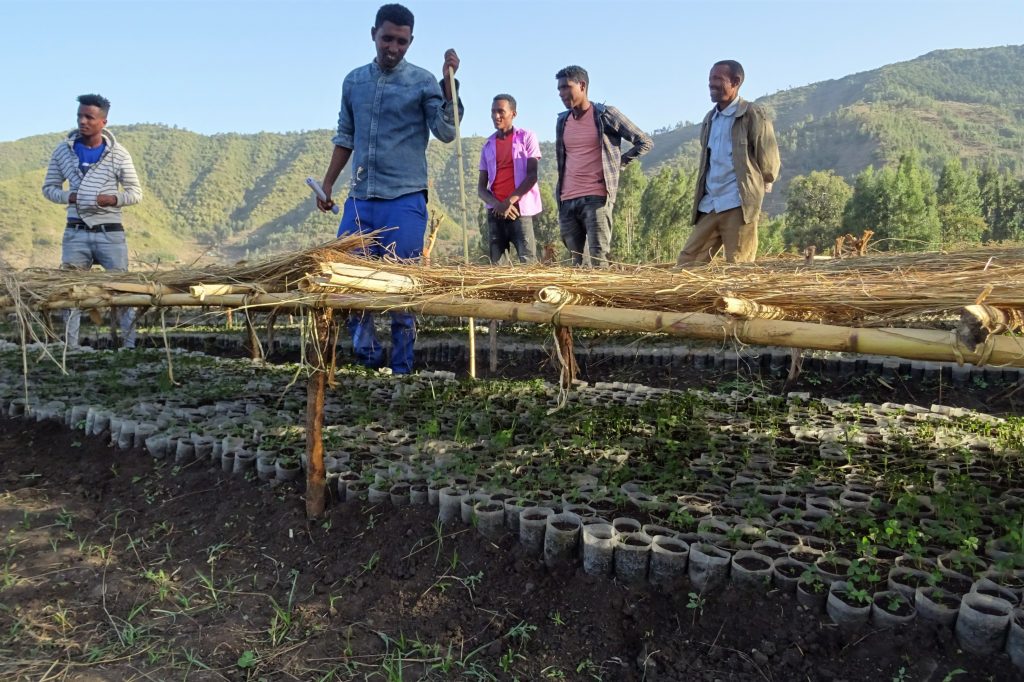 Reforestation - Waterproductivity